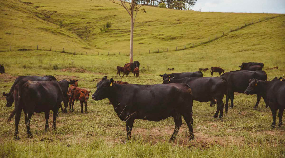 Recipes & Education – Ethical Farmers