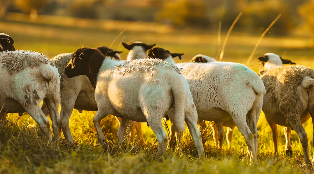 Recipes & Education – Ethical Farmers
