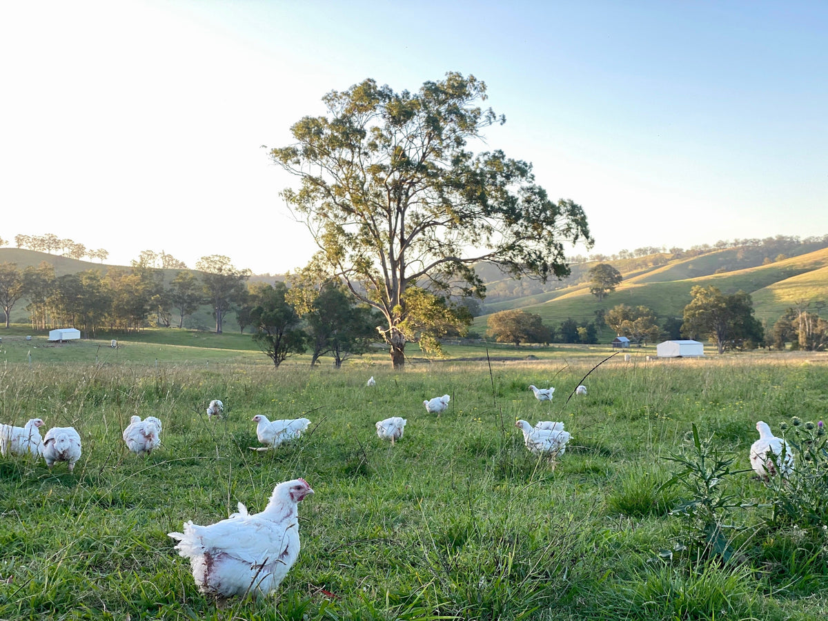 Chicken – Ethical Farmers