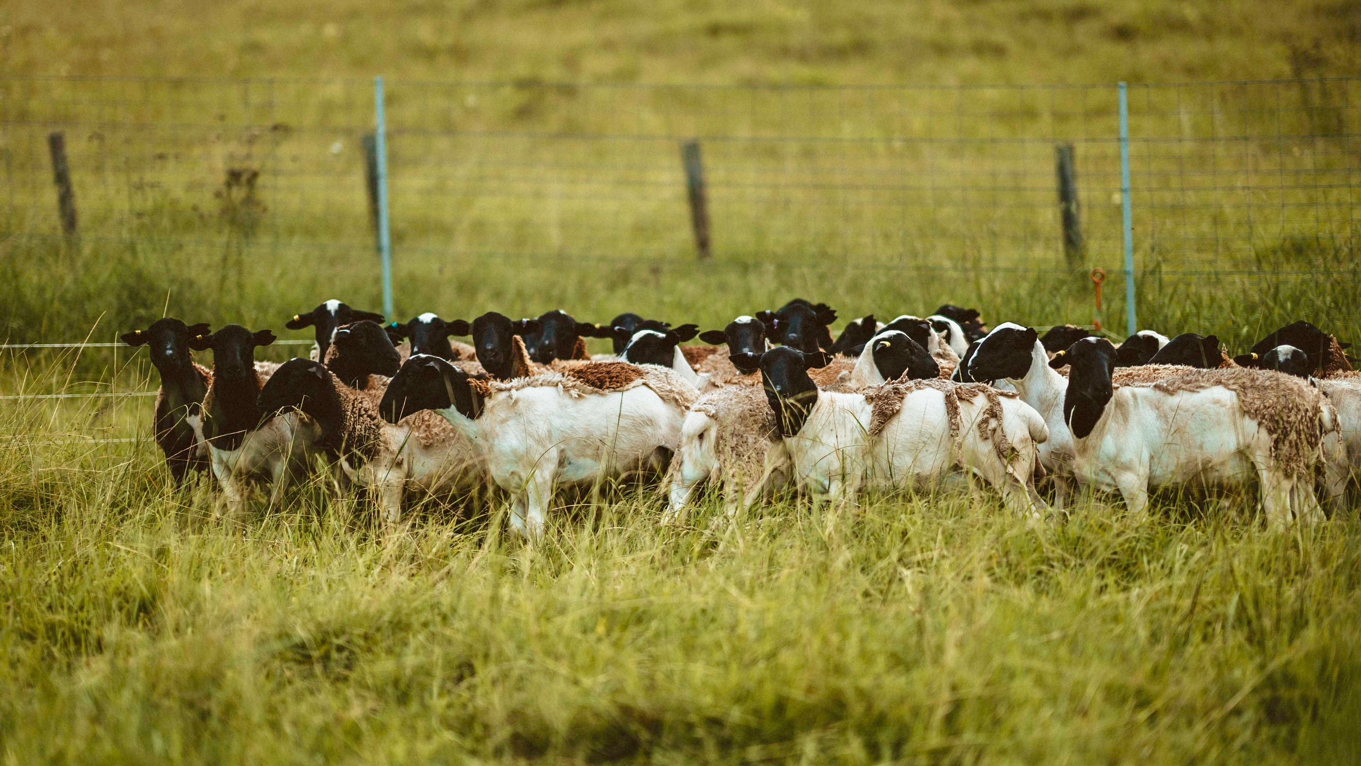 Grass Fed and Grass Finished Lamb – Ethical Farmers